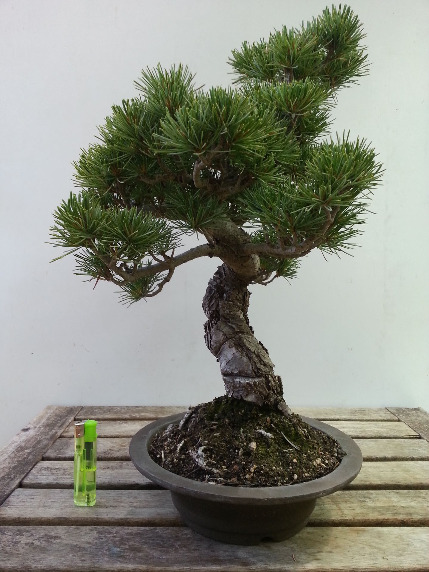 Pino a cinque aghi (Pinus Pentaphilla) | Japan Bonsai