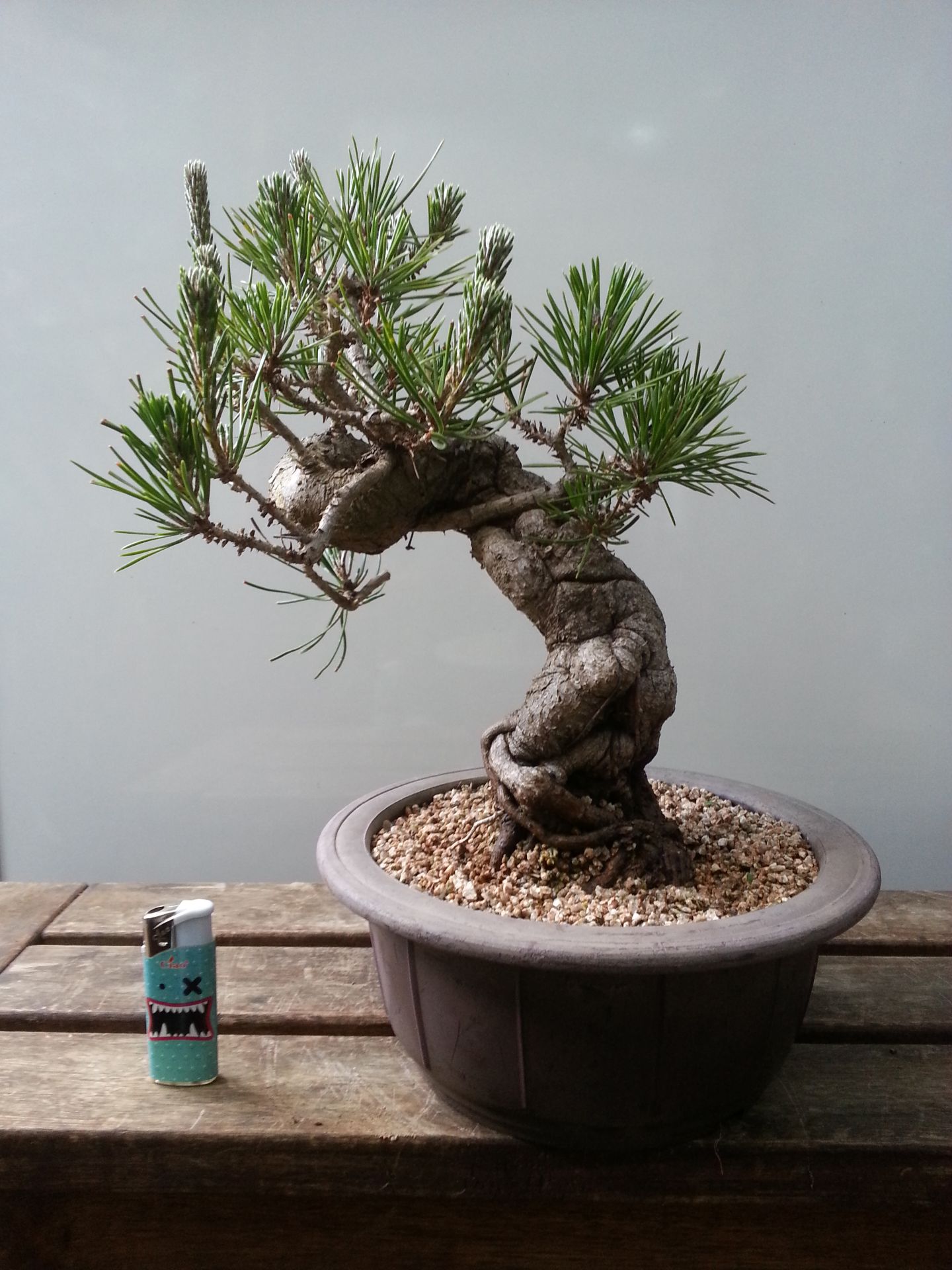 Pino nero giapponese (Pinus Thumbergii) | Japan Bonsai