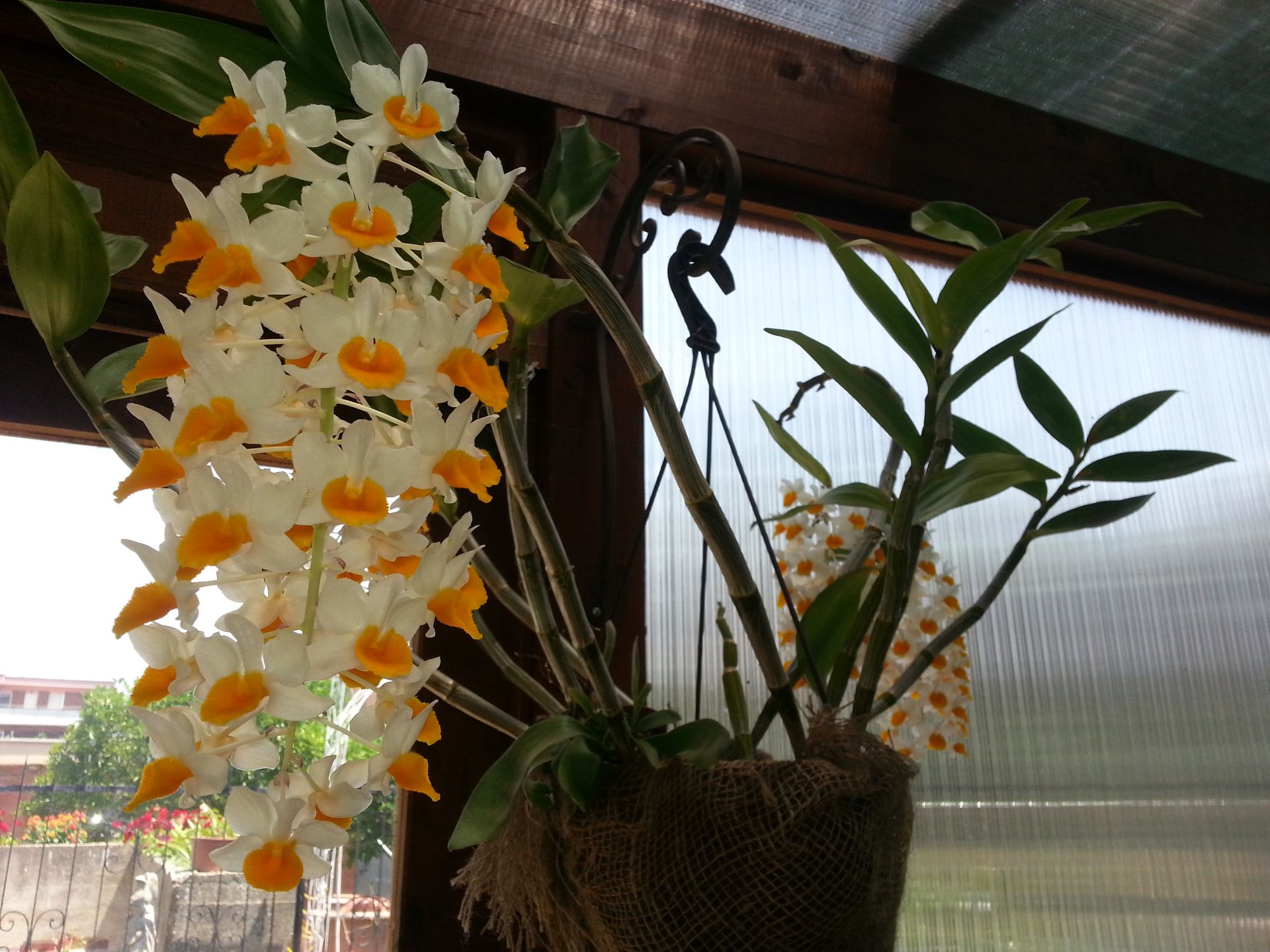 Dendrobium aggregatum | Japan Bonsai