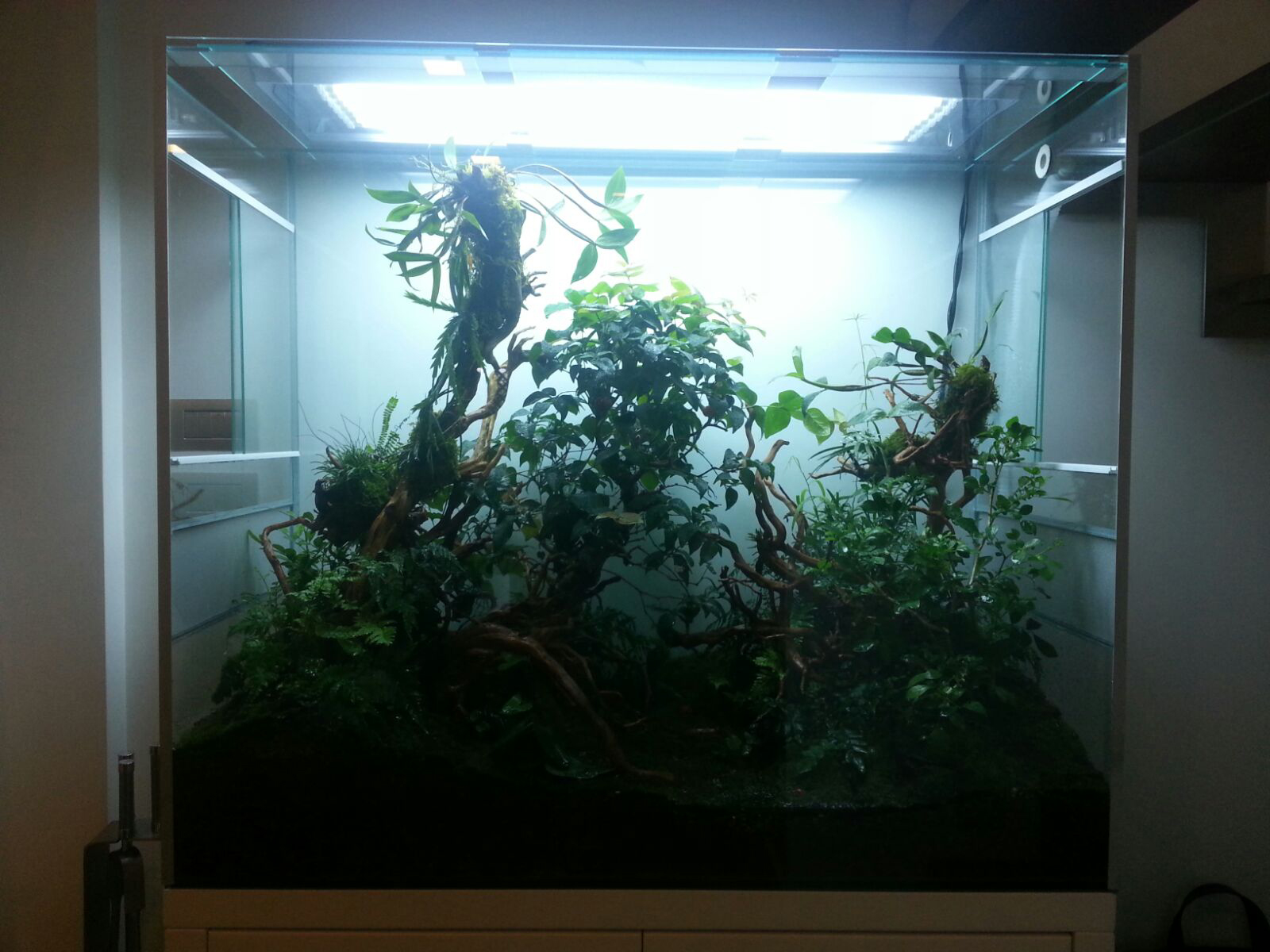 Plantarium | Japan Bonsai